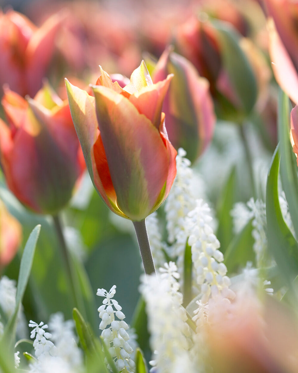 Tulip 'Artist' bulbs | Buy online at Farmer Gracy UK