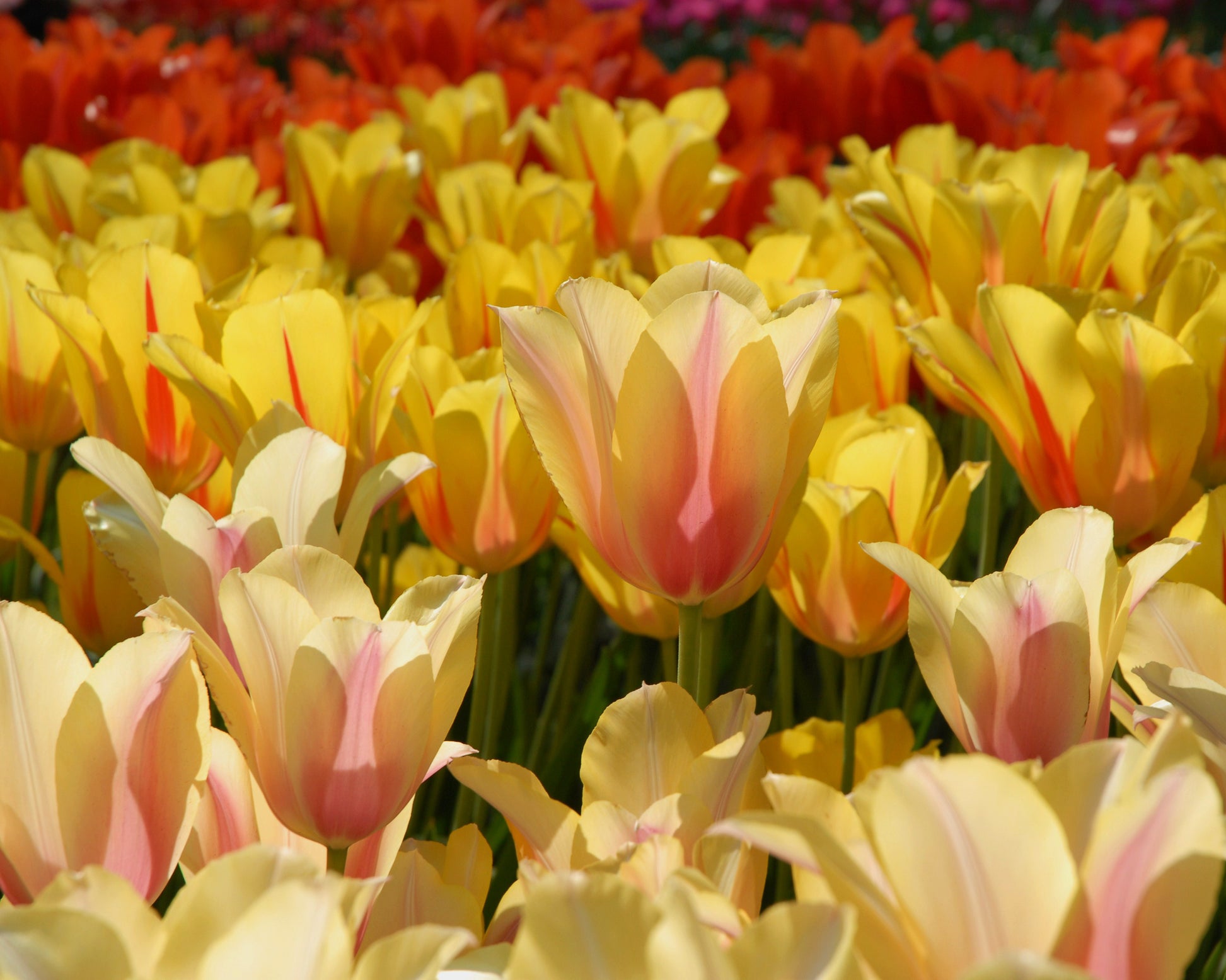 Tulip 'Blushing Beauty' bulbs — Buy online at Farmer Gracy UK