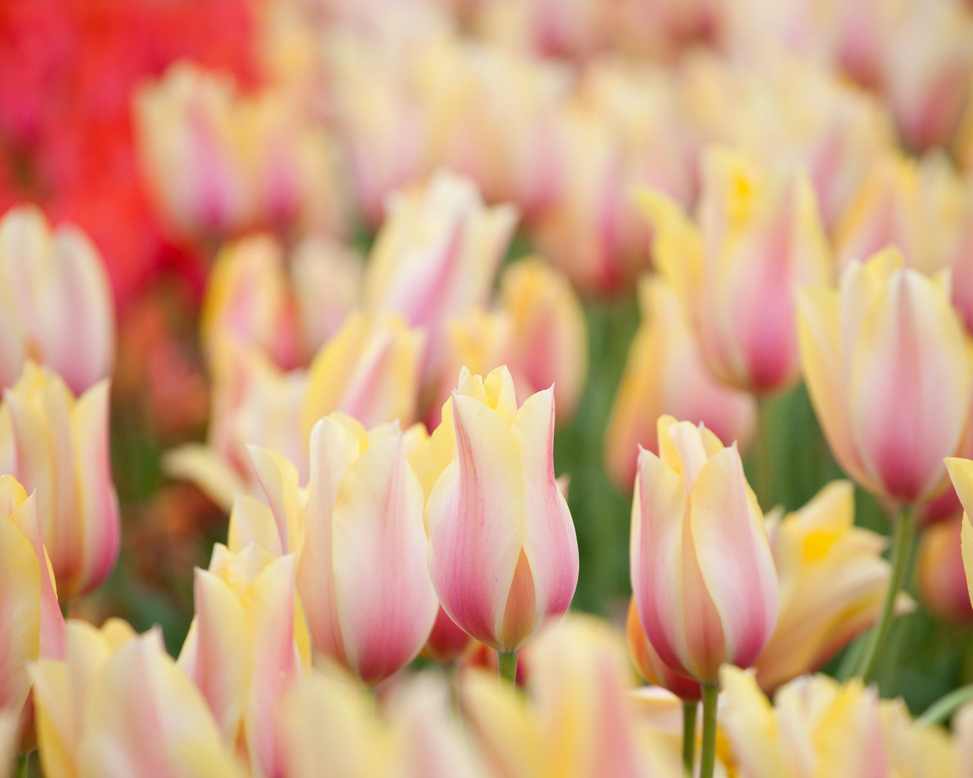 Tulip 'Blushing Beauty' bulbs — Buy online at Farmer Gracy UK