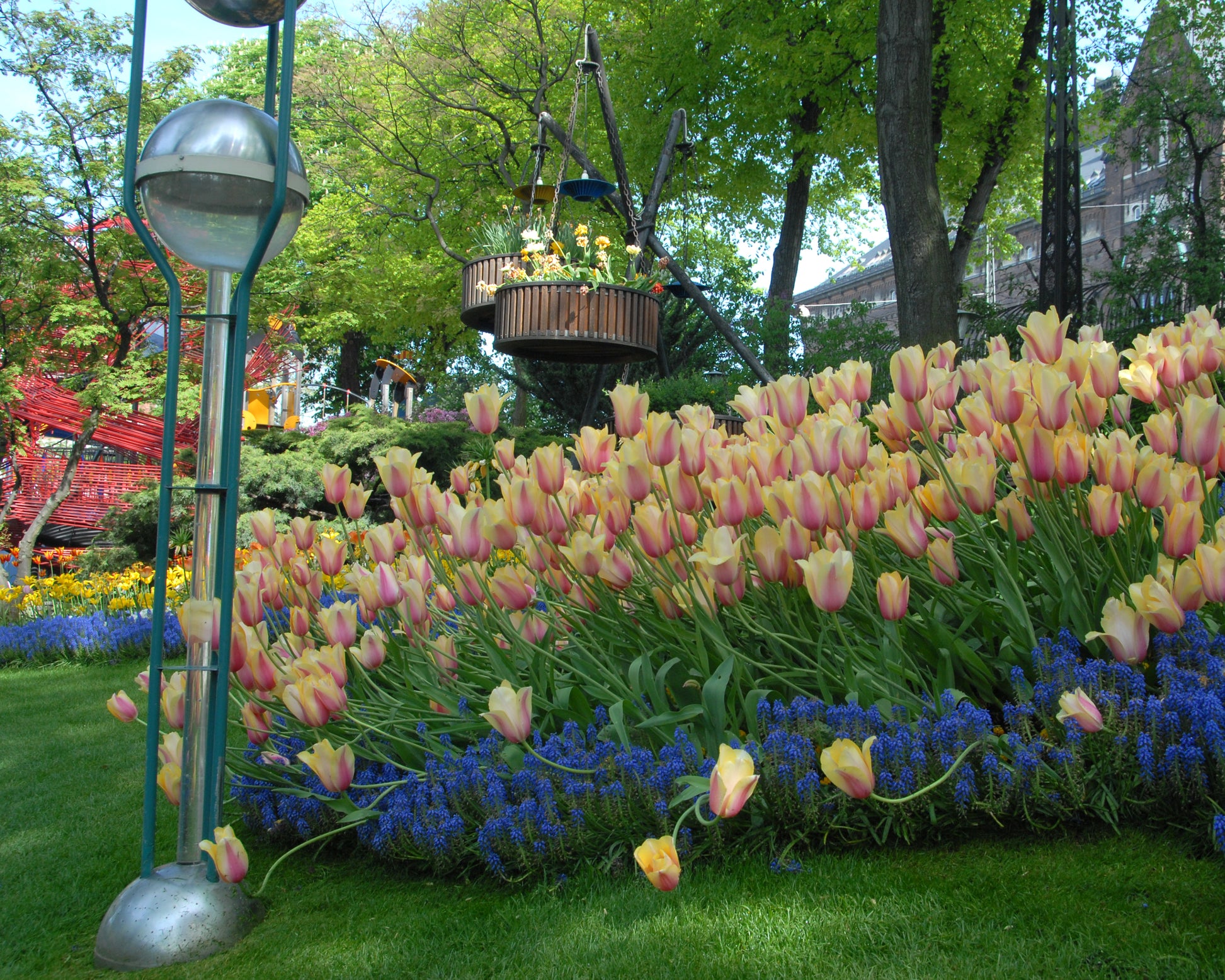 Tulip 'Blushing Beauty' bulbs — Buy online at Farmer Gracy UK