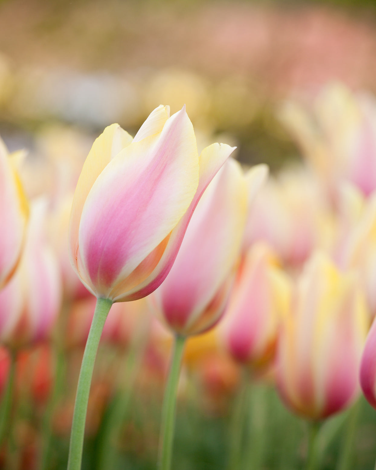 Tulip 'Blushing Beauty' bulbs — Buy online at Farmer Gracy UK