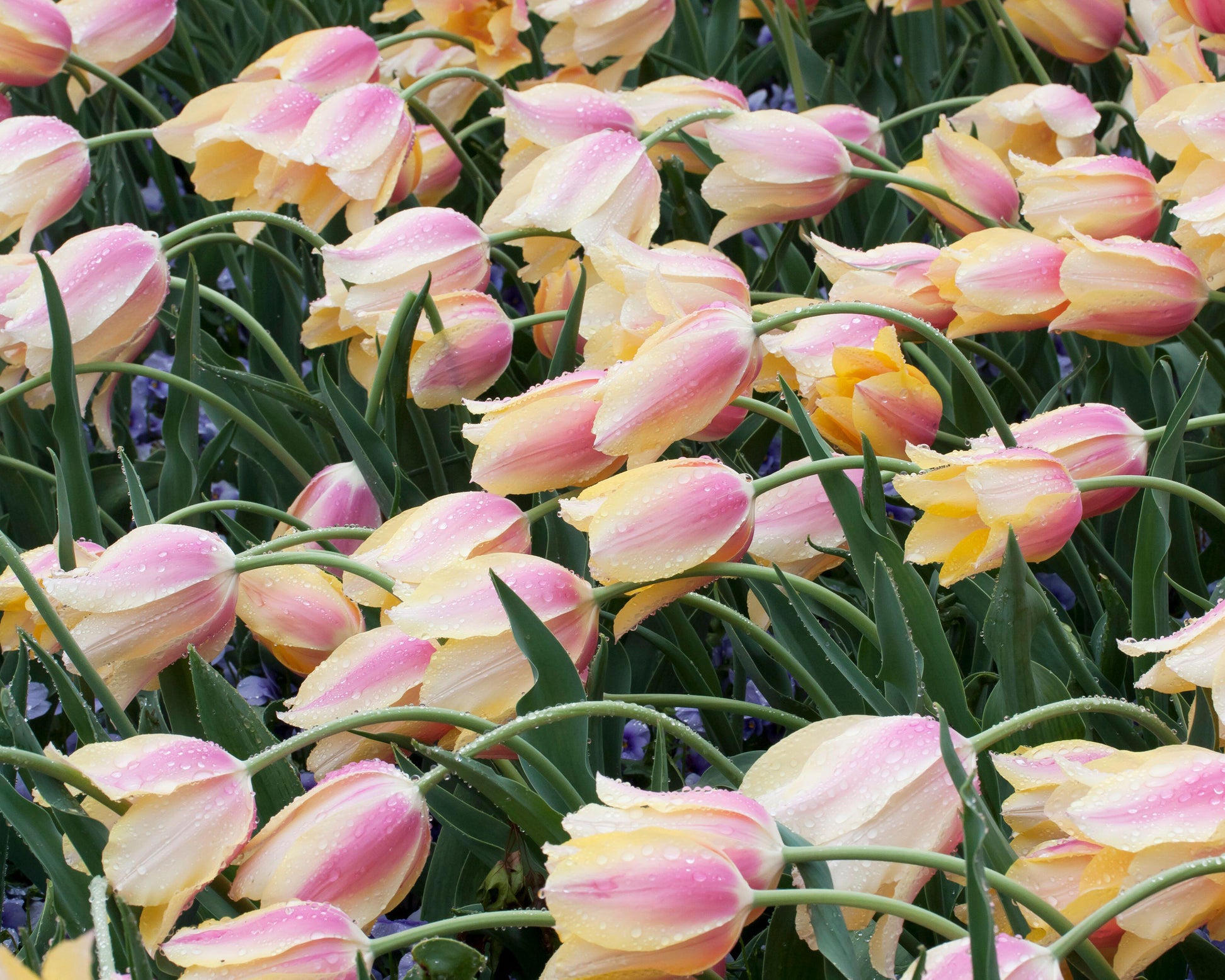 Tulip 'Blushing Beauty' bulbs — Buy online at Farmer Gracy UK