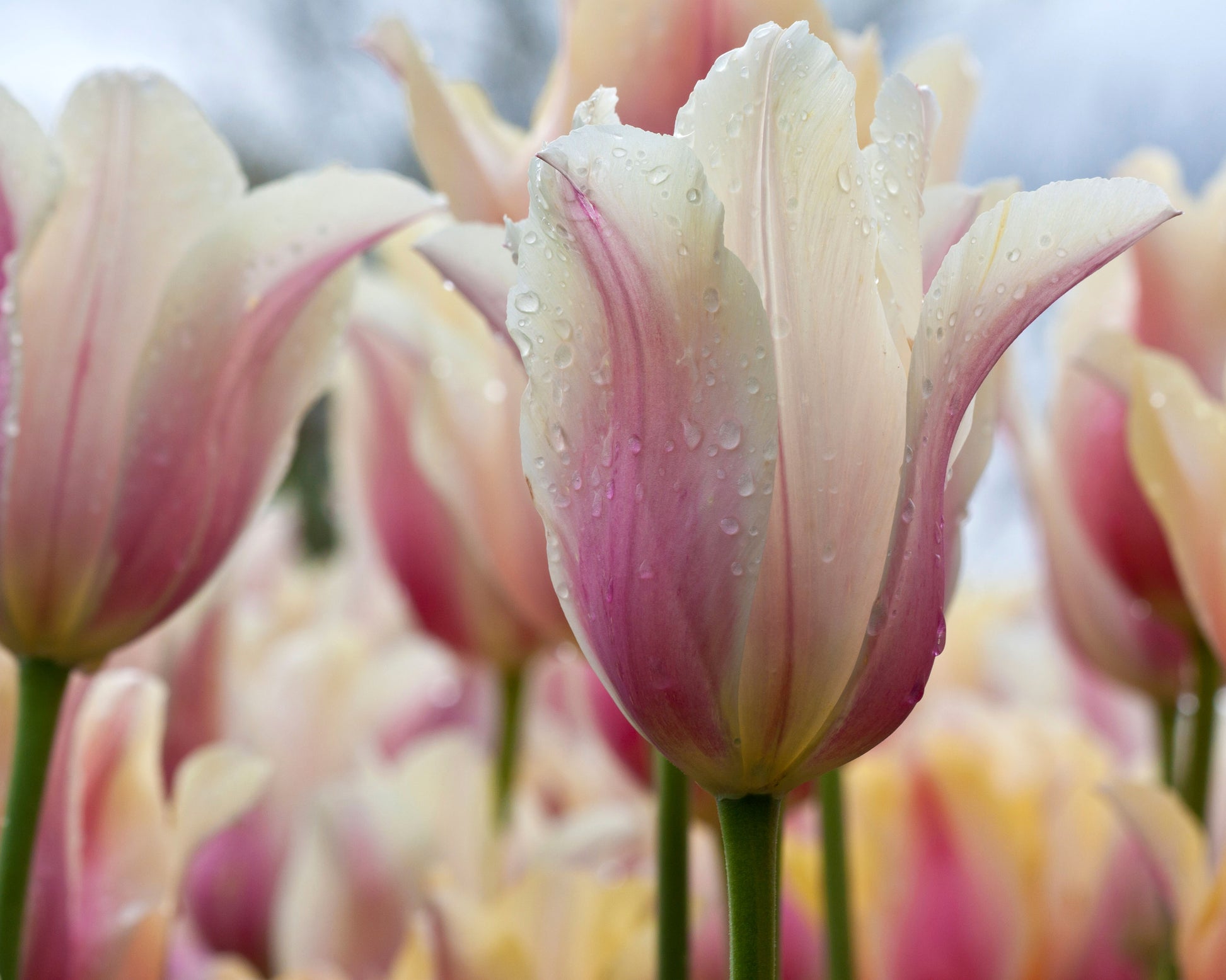 Tulip 'Blushing Beauty' bulbs — Buy online at Farmer Gracy UK