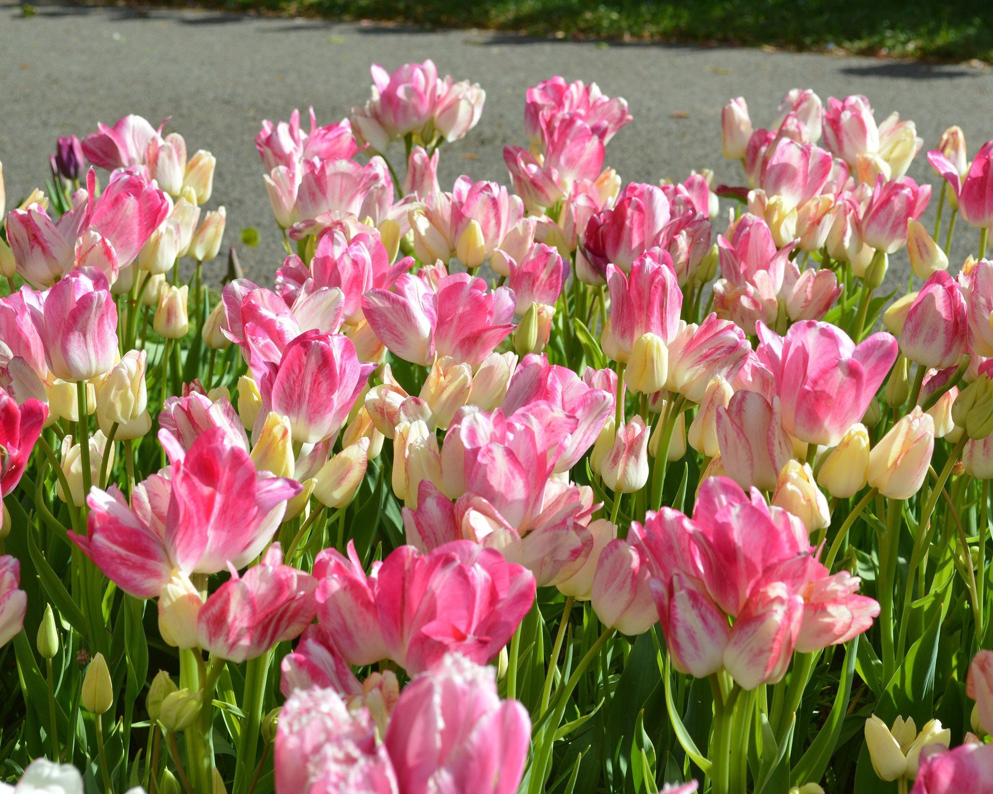 Tulip 'Candy Club' bulbs — Buy online at Farmer Gracy UK