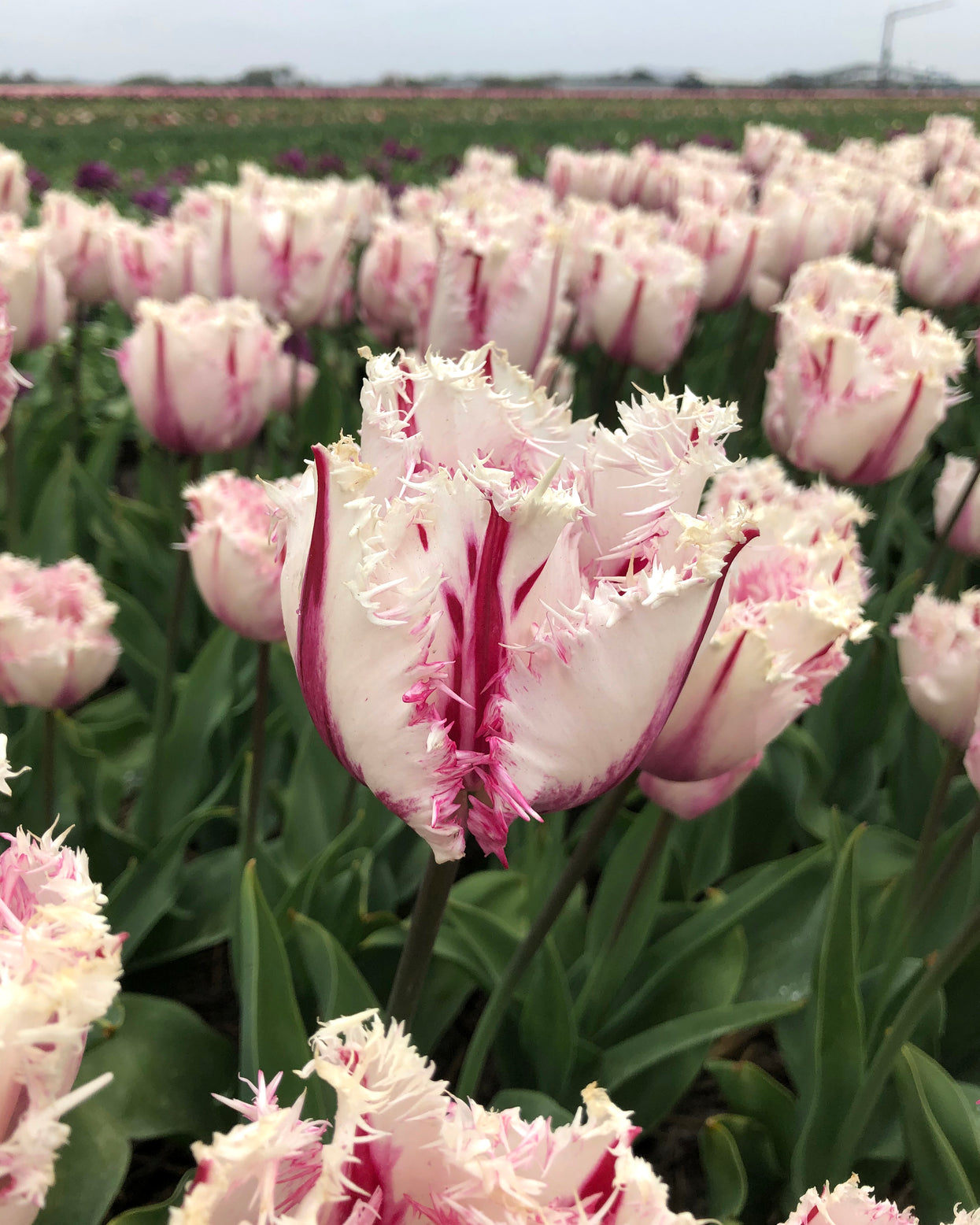 Tulip 'Coldplay' bulbs — Buy online at Farmer Gracy UK