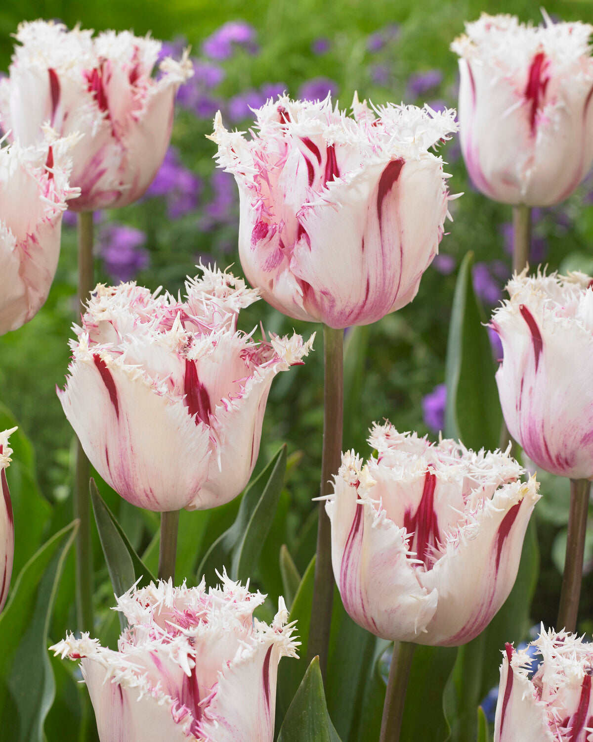 Tulip 'Coldplay' bulbs — Buy online at Farmer Gracy UK