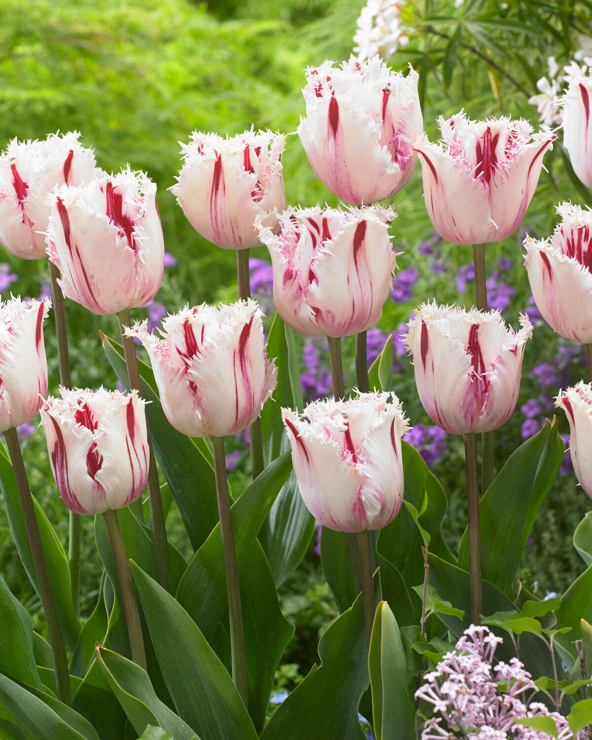 Tulip 'Coldplay' bulbs — Buy online at Farmer Gracy UK