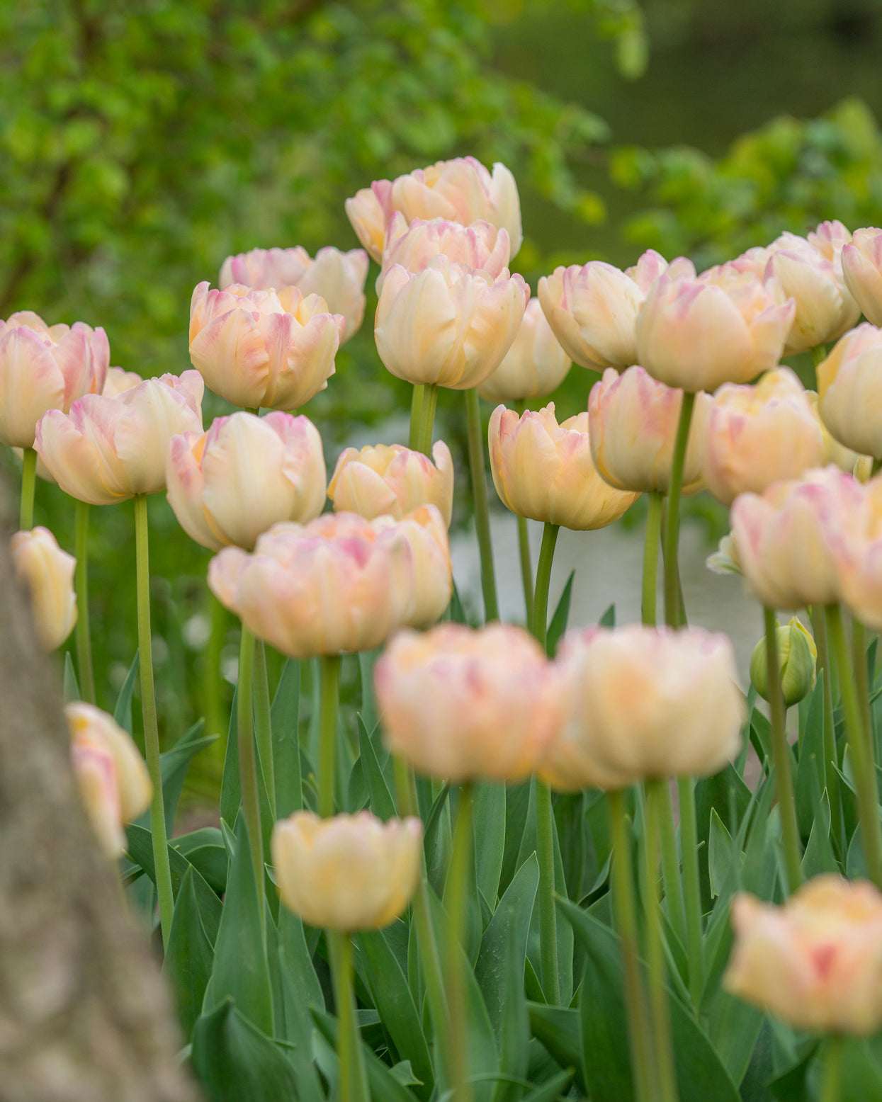 Tulip 'Crème Upstar' bulbs | Buy online at Farmer Gracy UK