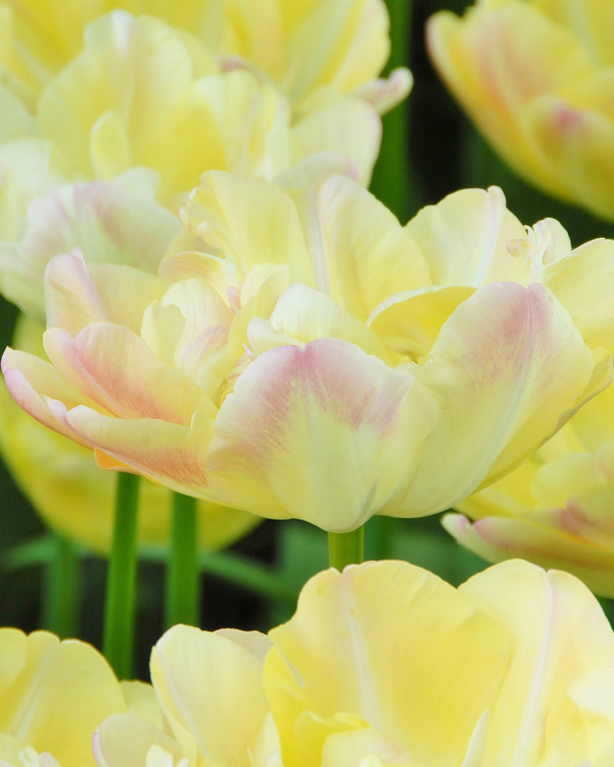 Tulip 'Crème Upstar' bulbs | Buy online at Farmer Gracy UK