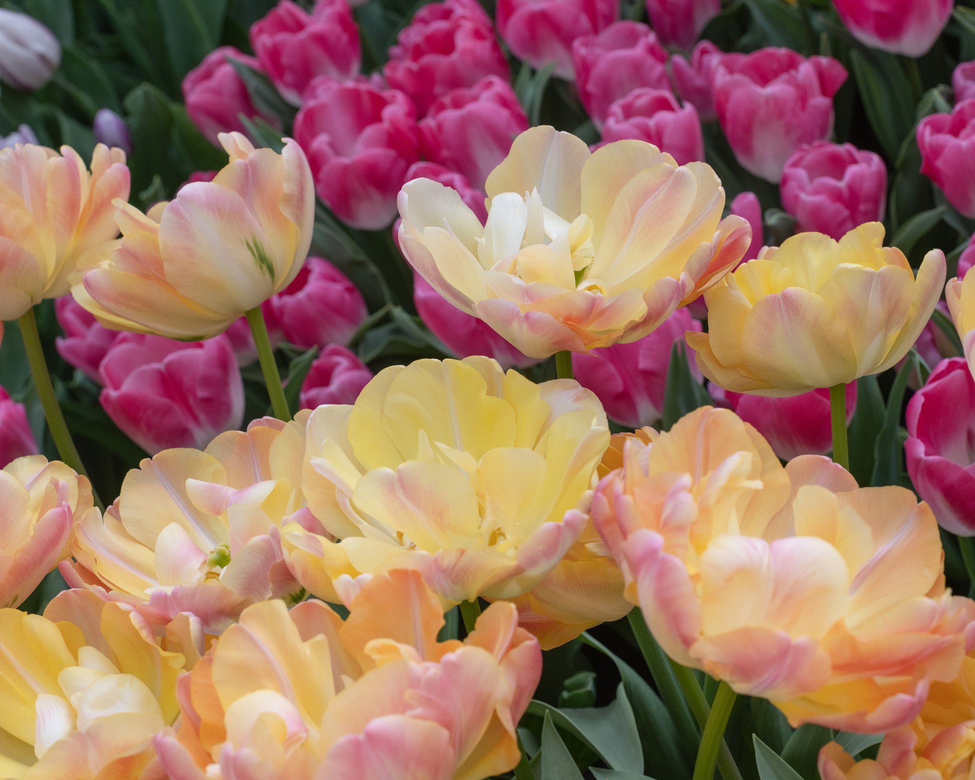 Tulip 'Crème Upstar' bulbs | Buy online at Farmer Gracy UK