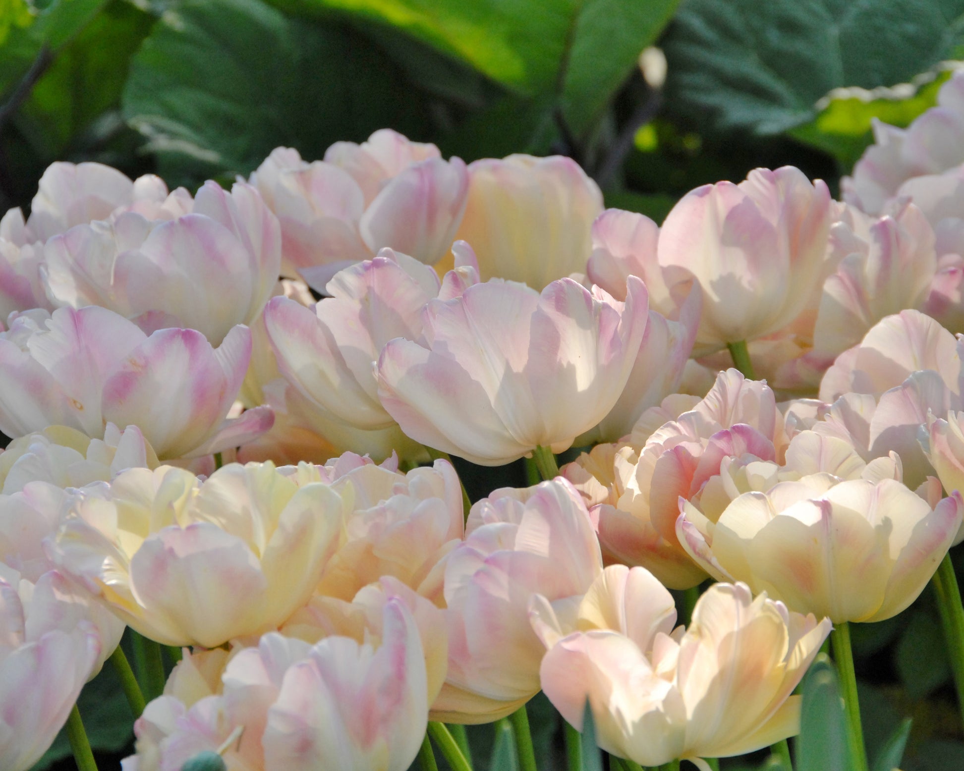 Tulip 'Crème Upstar' bulbs — Buy online at Farmer Gracy UK