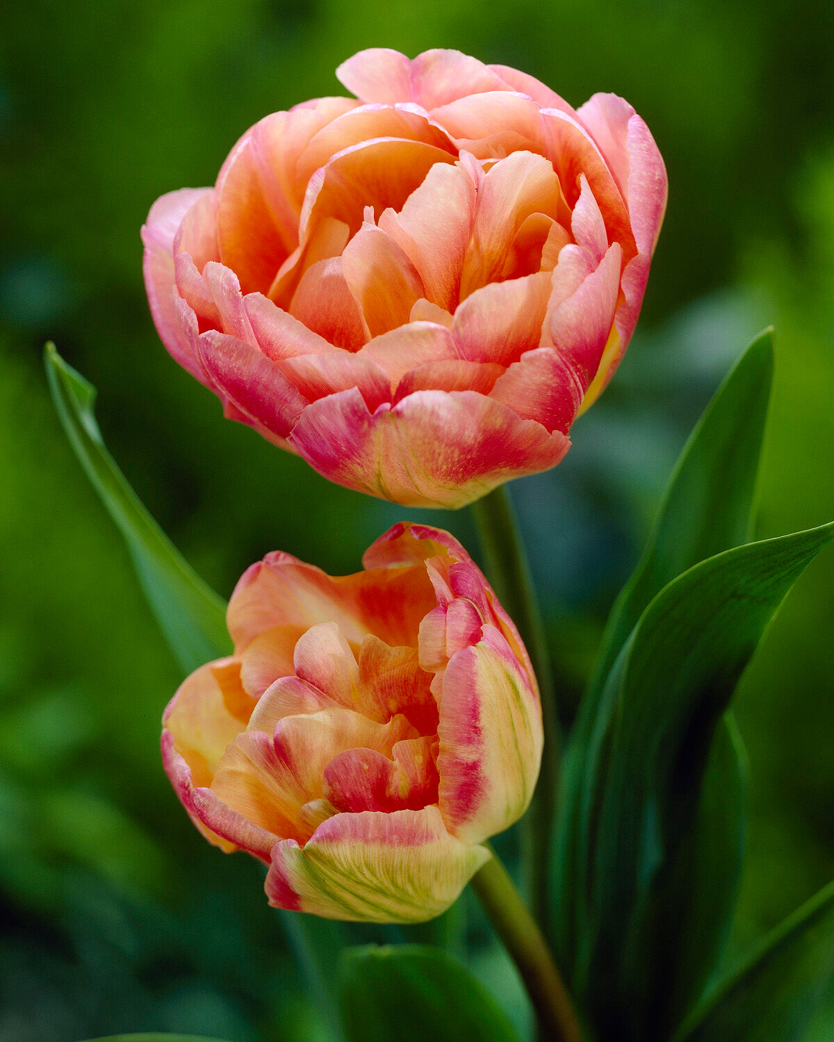 Tulip 'Crème Upstar' bulbs — Buy online at Farmer Gracy UK