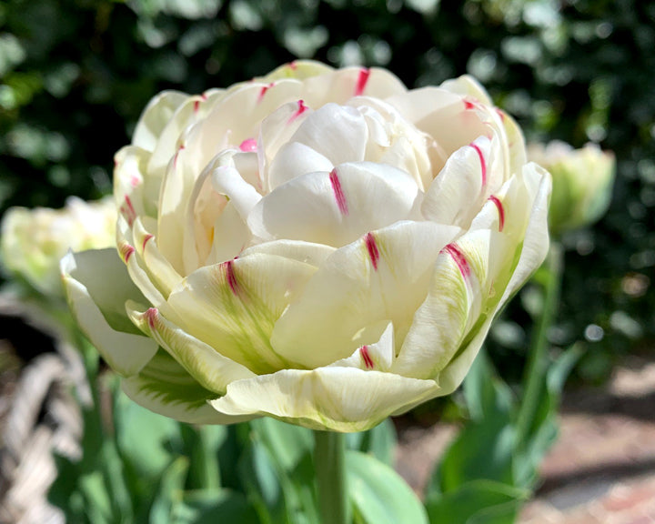Tulip 'Danceline' bulbs — Buy online at Farmer Gracy UK