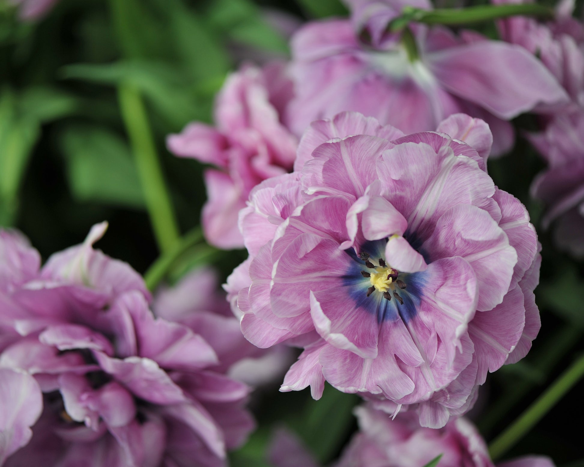 Tulip 'Dancing Passion' bulbs — Buy online at Farmer Gracy UK