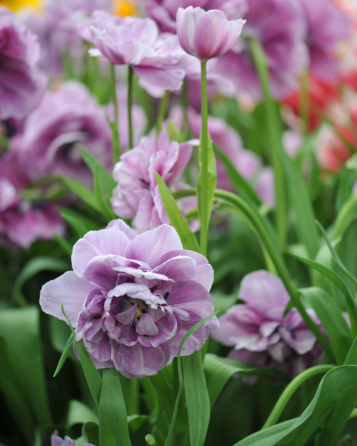 Tulip 'Dancing Passion' bulbs — Buy online at Farmer Gracy UK