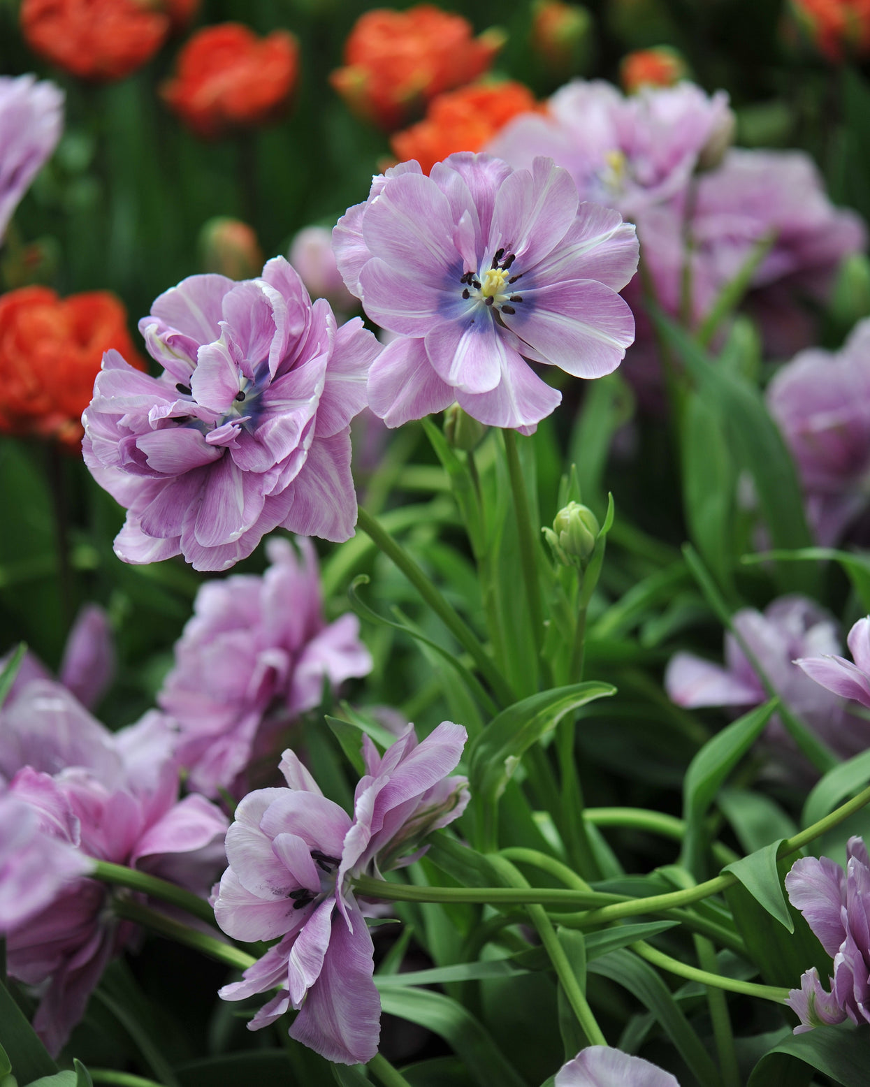 Tulip 'Dancing Passion' bulbs — Buy online at Farmer Gracy UK