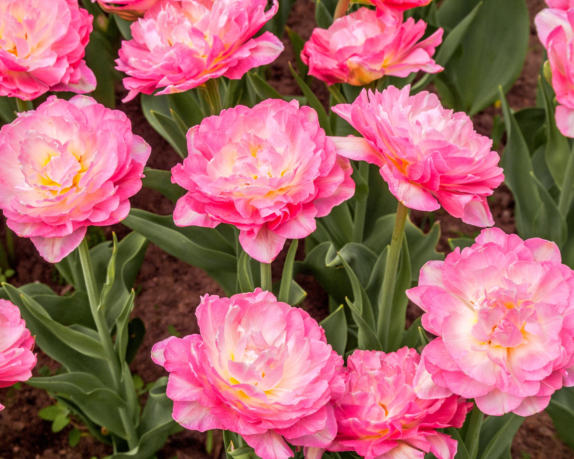 Tulip 'Double Sugar' bulbs — Buy online at Farmer Gracy UK