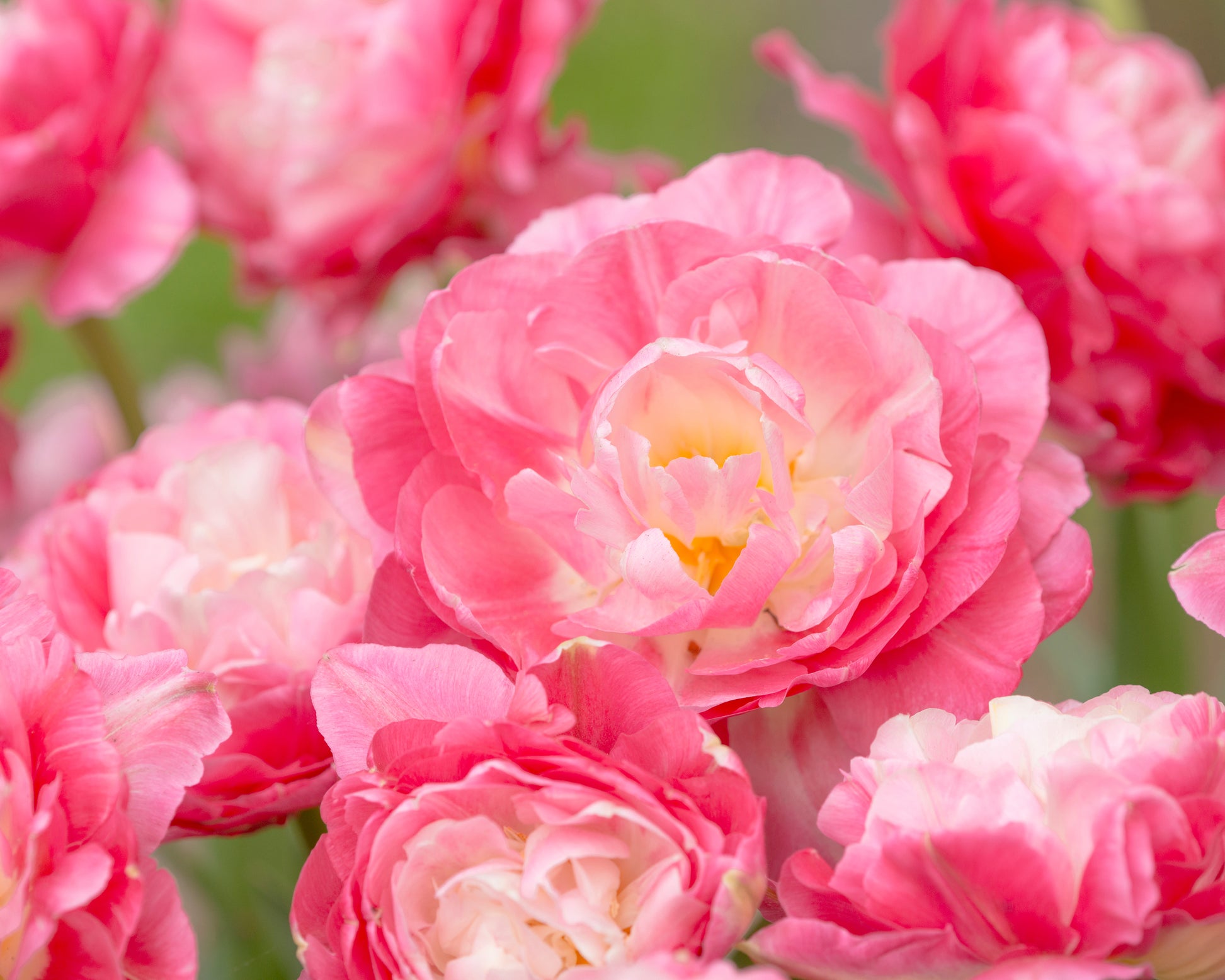 Tulip 'Double Sugar' bulbs — Buy online at Farmer Gracy UK