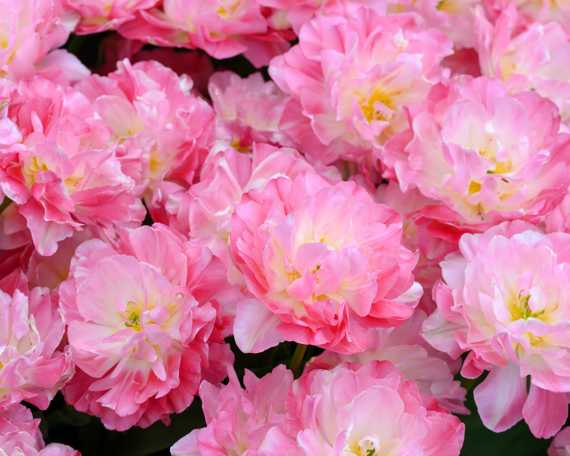 Tulip 'Double Sugar' bulbs — Buy online at Farmer Gracy UK