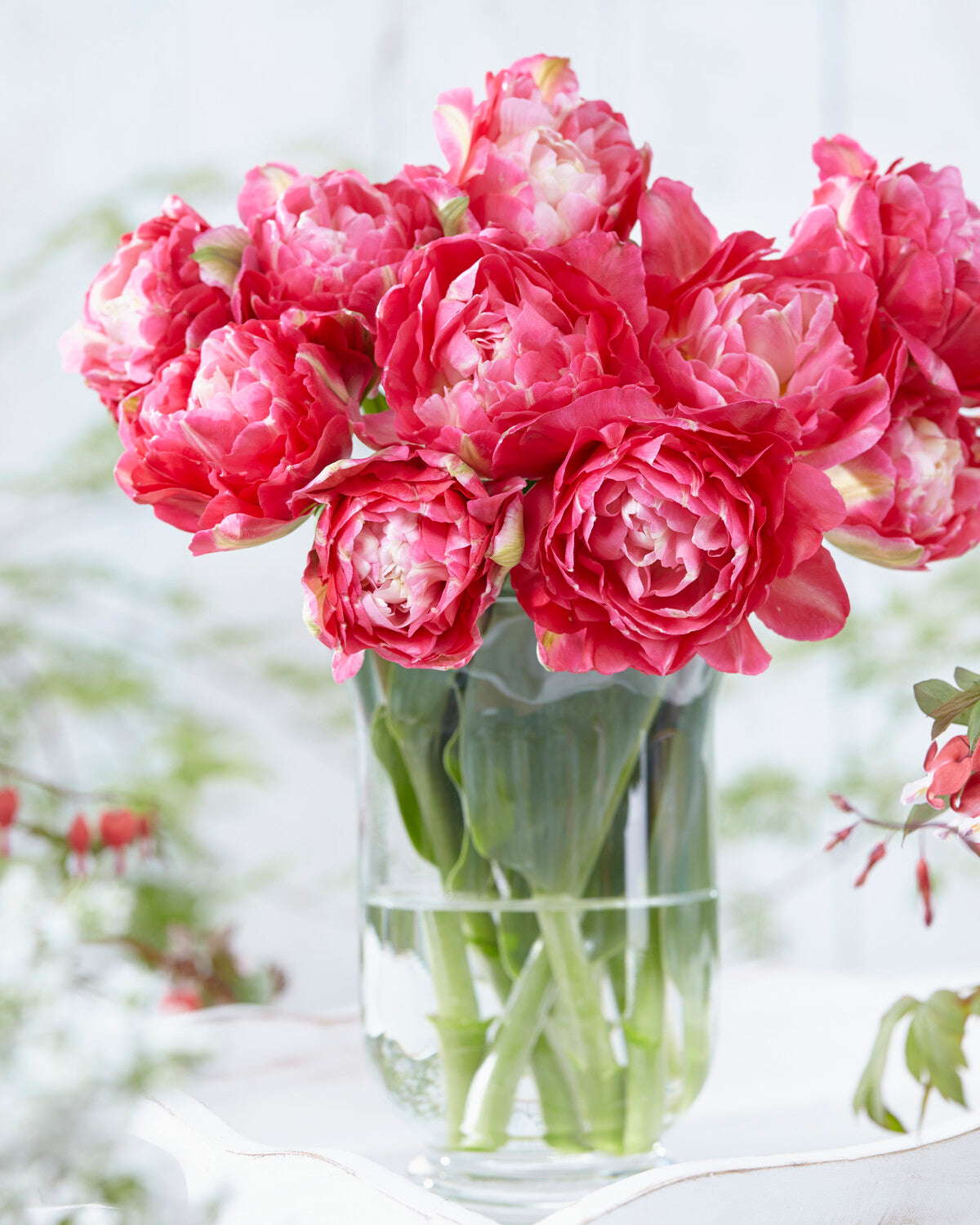 Tulip 'Double Sugar' bulbs — Buy online at Farmer Gracy UK