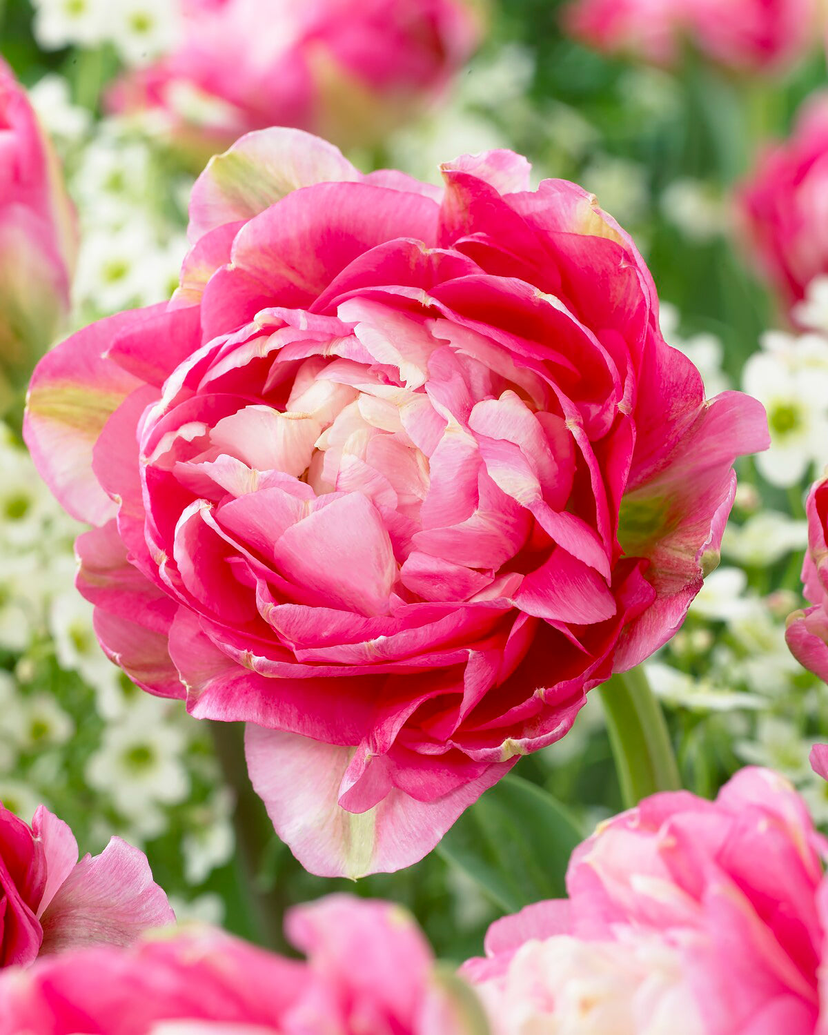 Tulip 'Double Sugar' bulbs — Buy online at Farmer Gracy UK