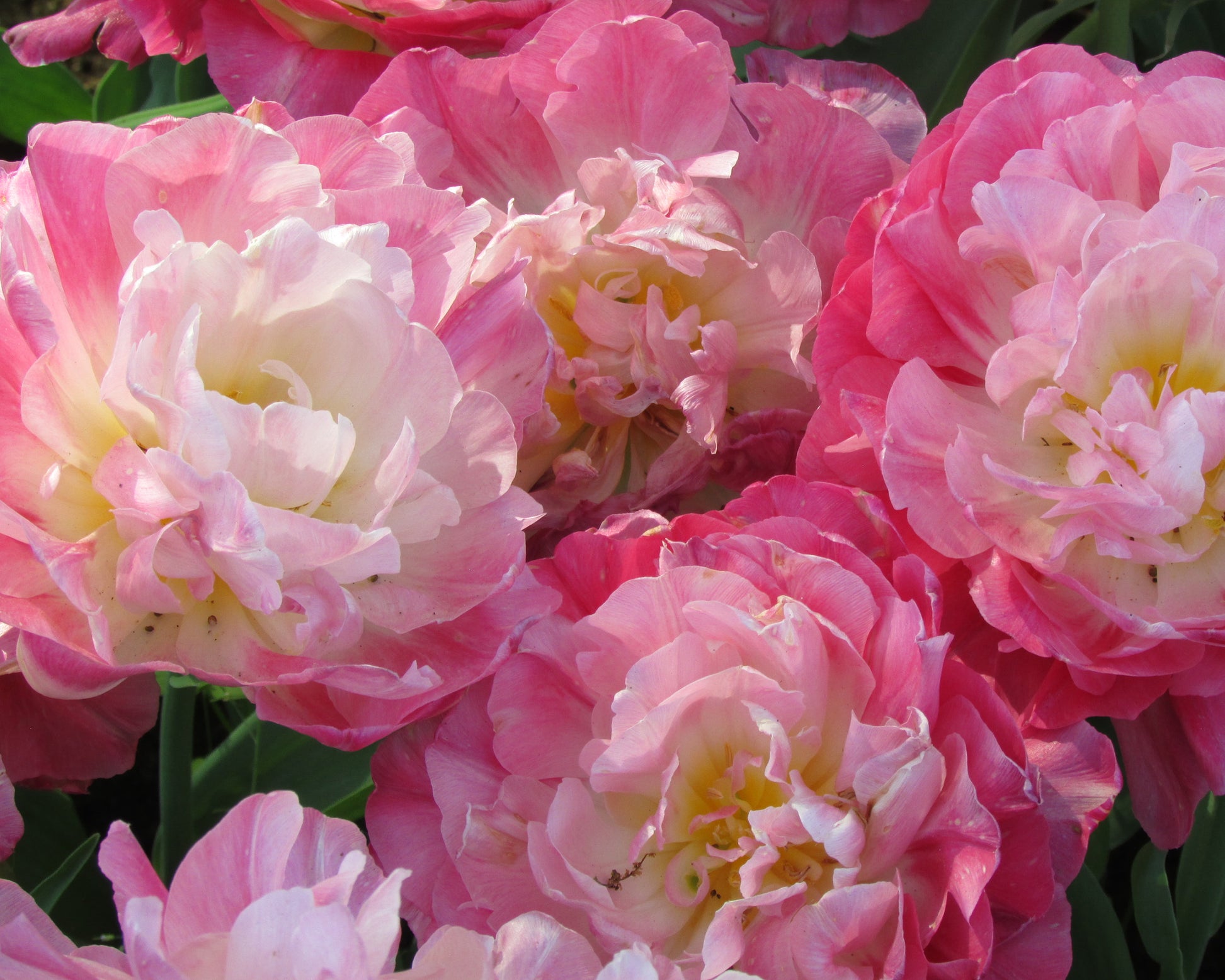 Tulip 'Double Sugar' bulbs — Buy online at Farmer Gracy UK