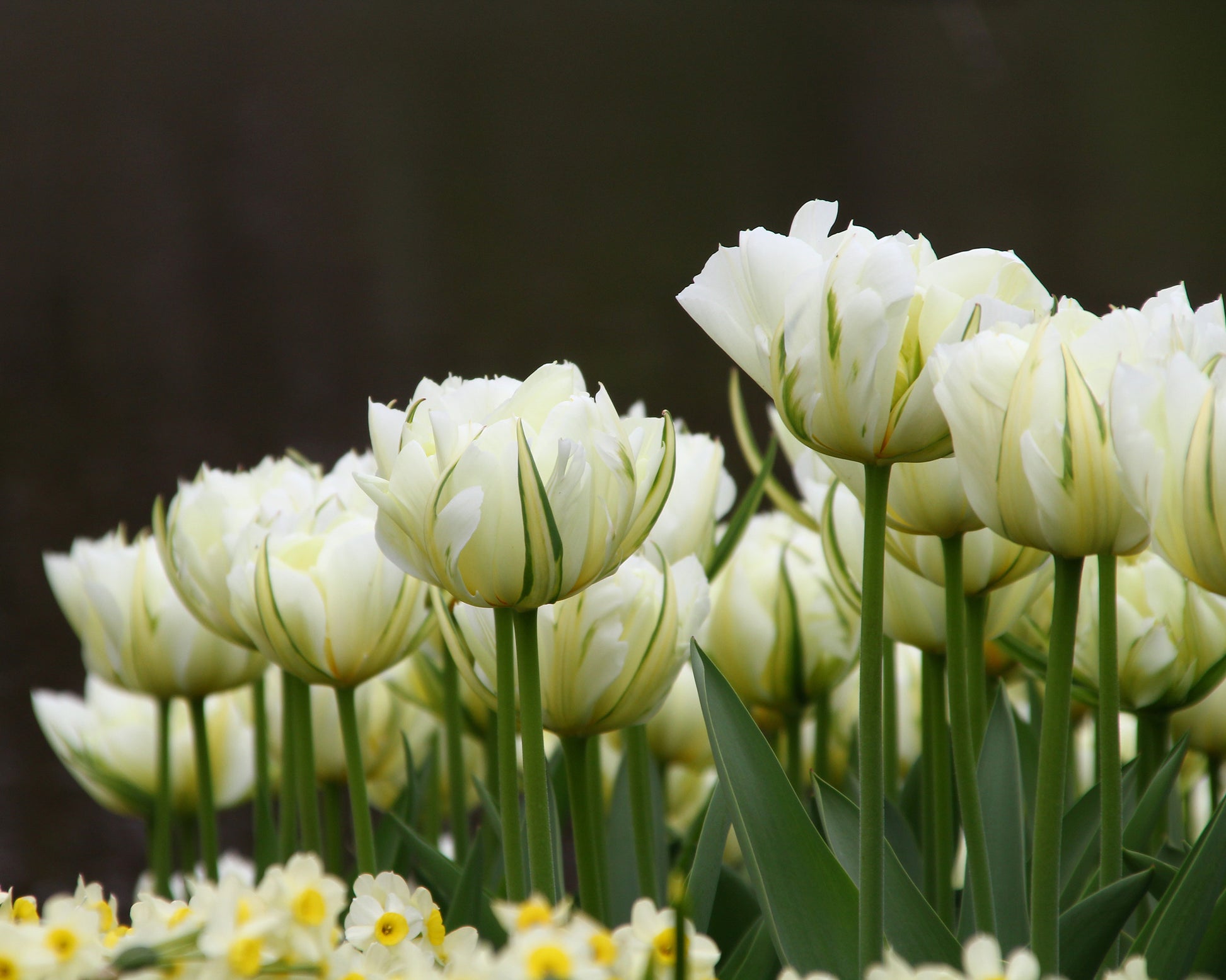 Tulip 'Exotic Emperor' bulbs | Buy online at Farmer Gracy UK
