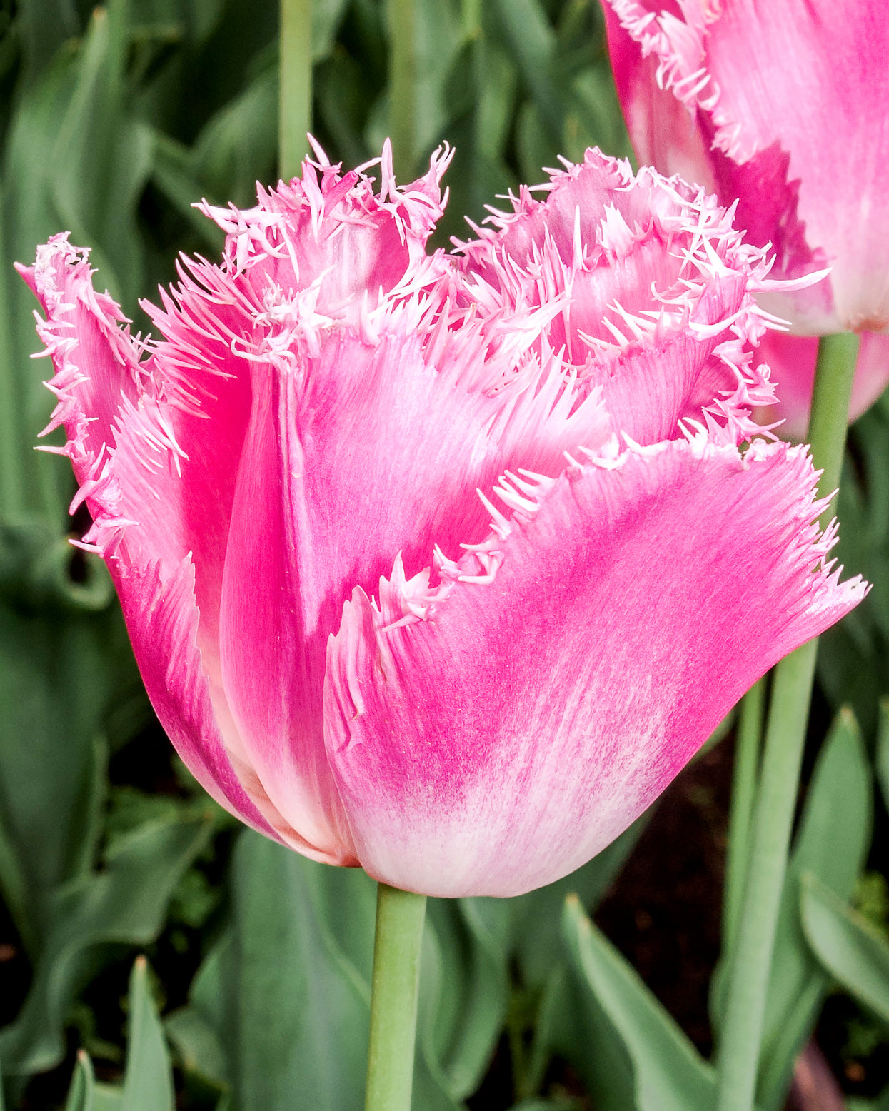 Tulip 'Fancy Frills' bulbs — Buy online at Farmer Gracy UK