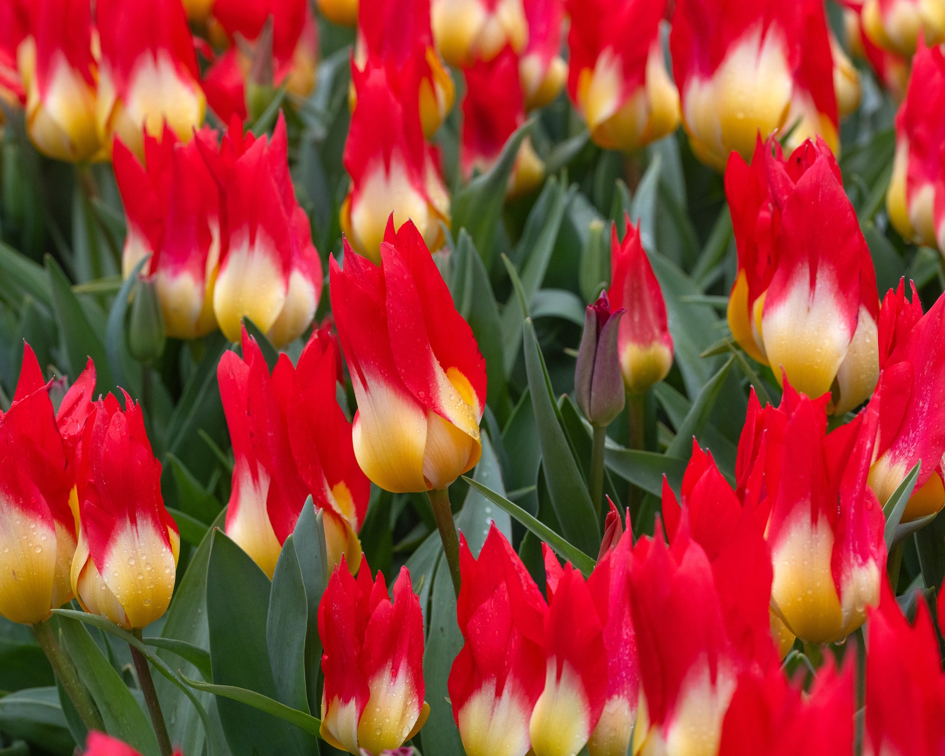 Tulip 'Flames Mystery' bulbs | Buy online at Farmer Gracy UK