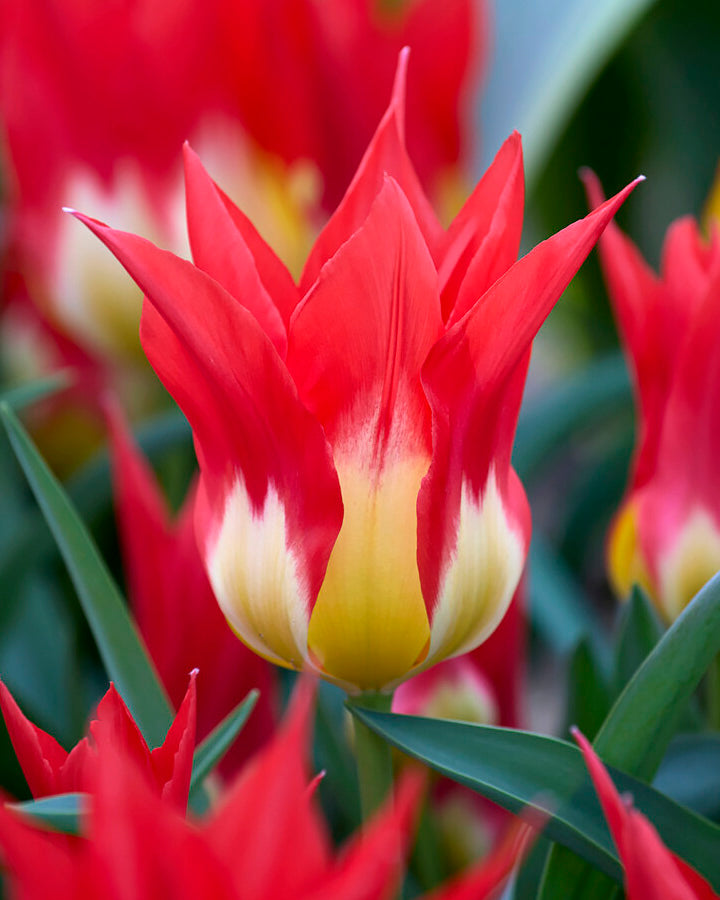 Tulip 'Flames Mystery' bulbs | Buy online at Farmer Gracy UK
