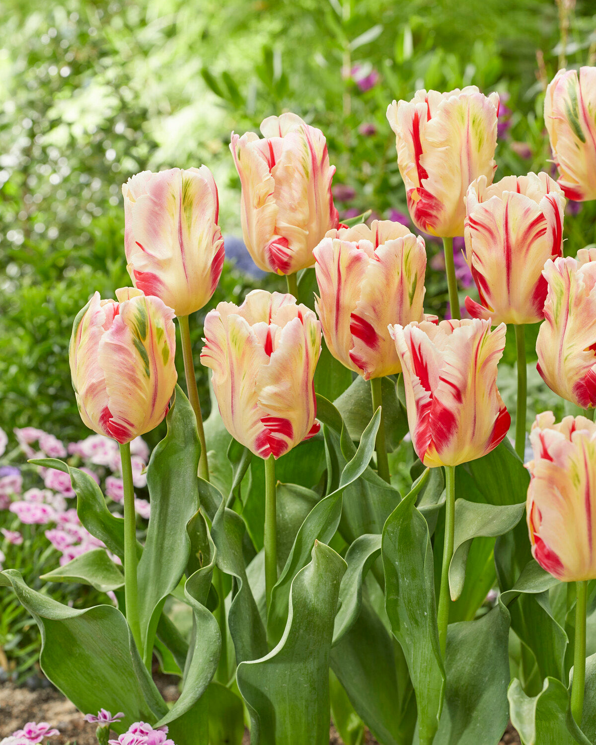 Tulip 'Flaming Art' bulbs — Buy online at Farmer Gracy UK