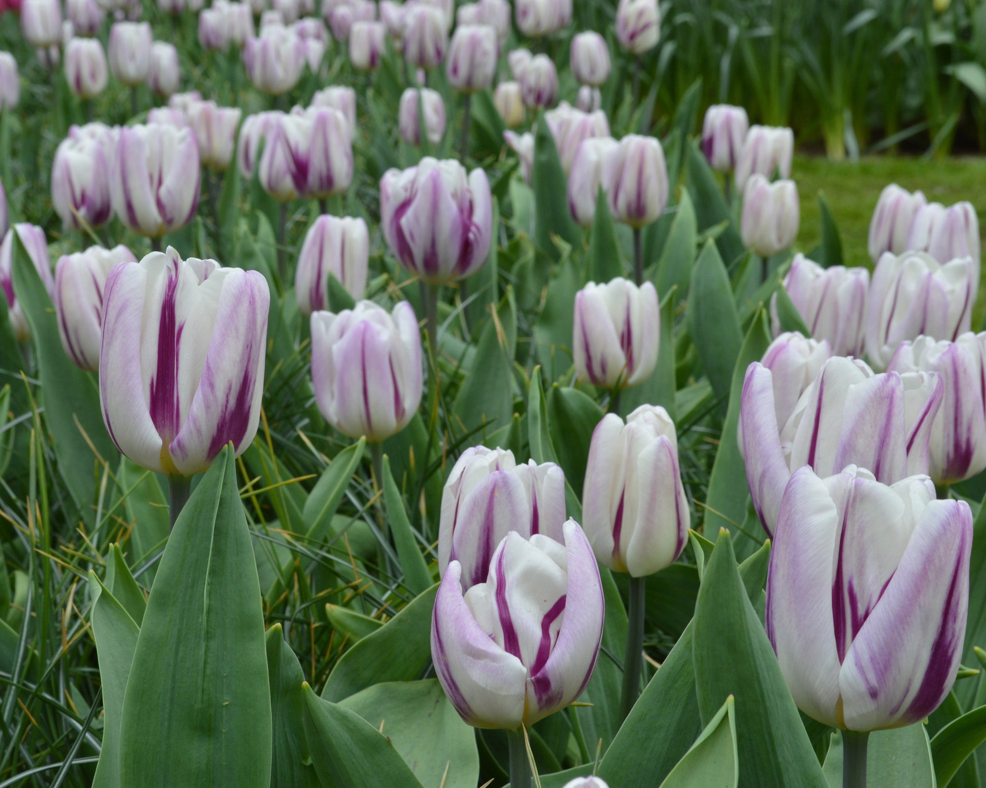 Tulip 'Flaming Flag' bulbs | Buy online at Farmer Gracy UK