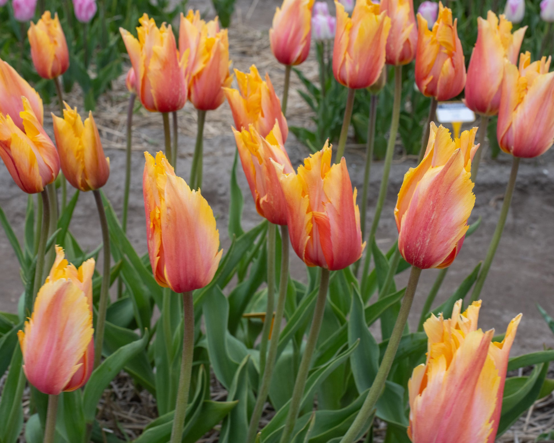 Tulip 'Flaming Memory' bulbs — Buy online at Farmer Gracy UK