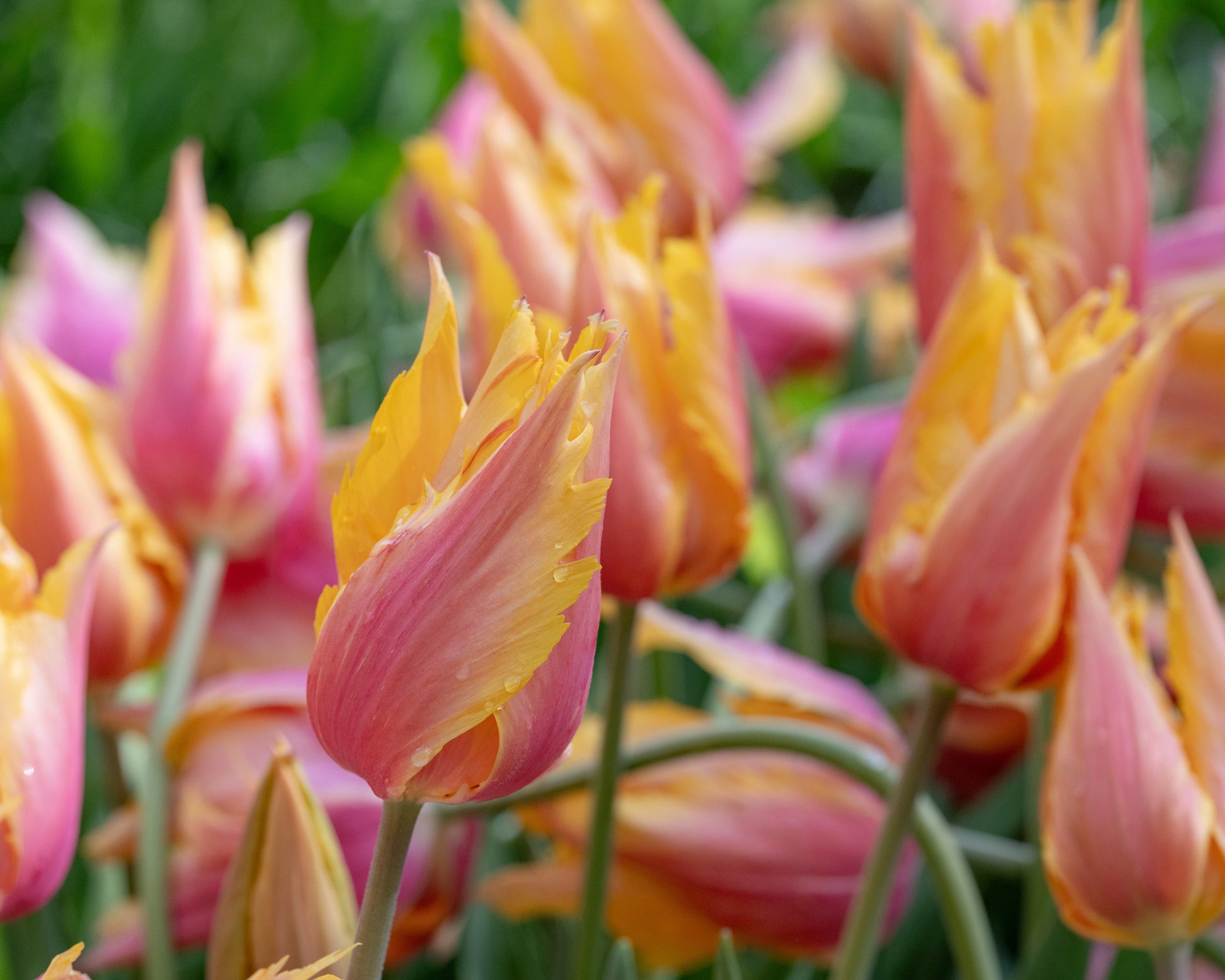 Tulip 'Flaming Memory' bulbs — Buy online at Farmer Gracy UK