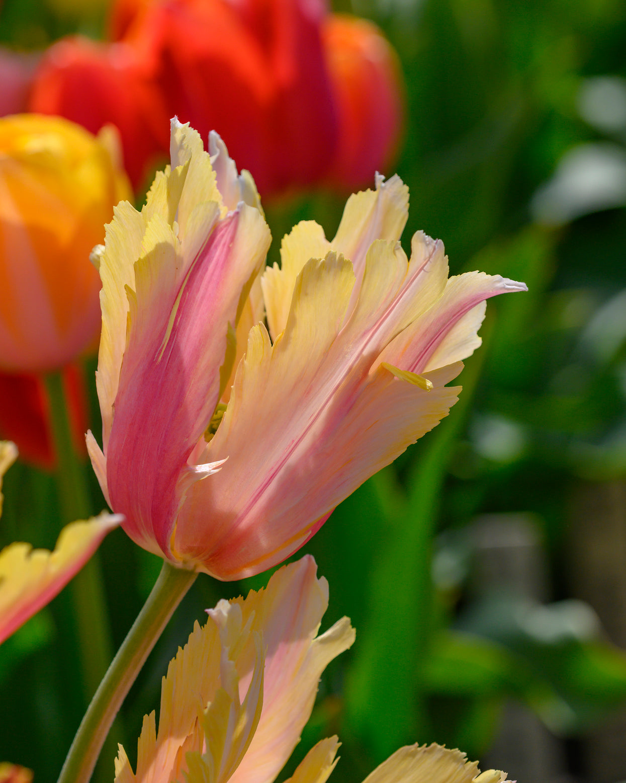 Tulip 'Flaming Memory' bulbs — Buy online at Farmer Gracy UK