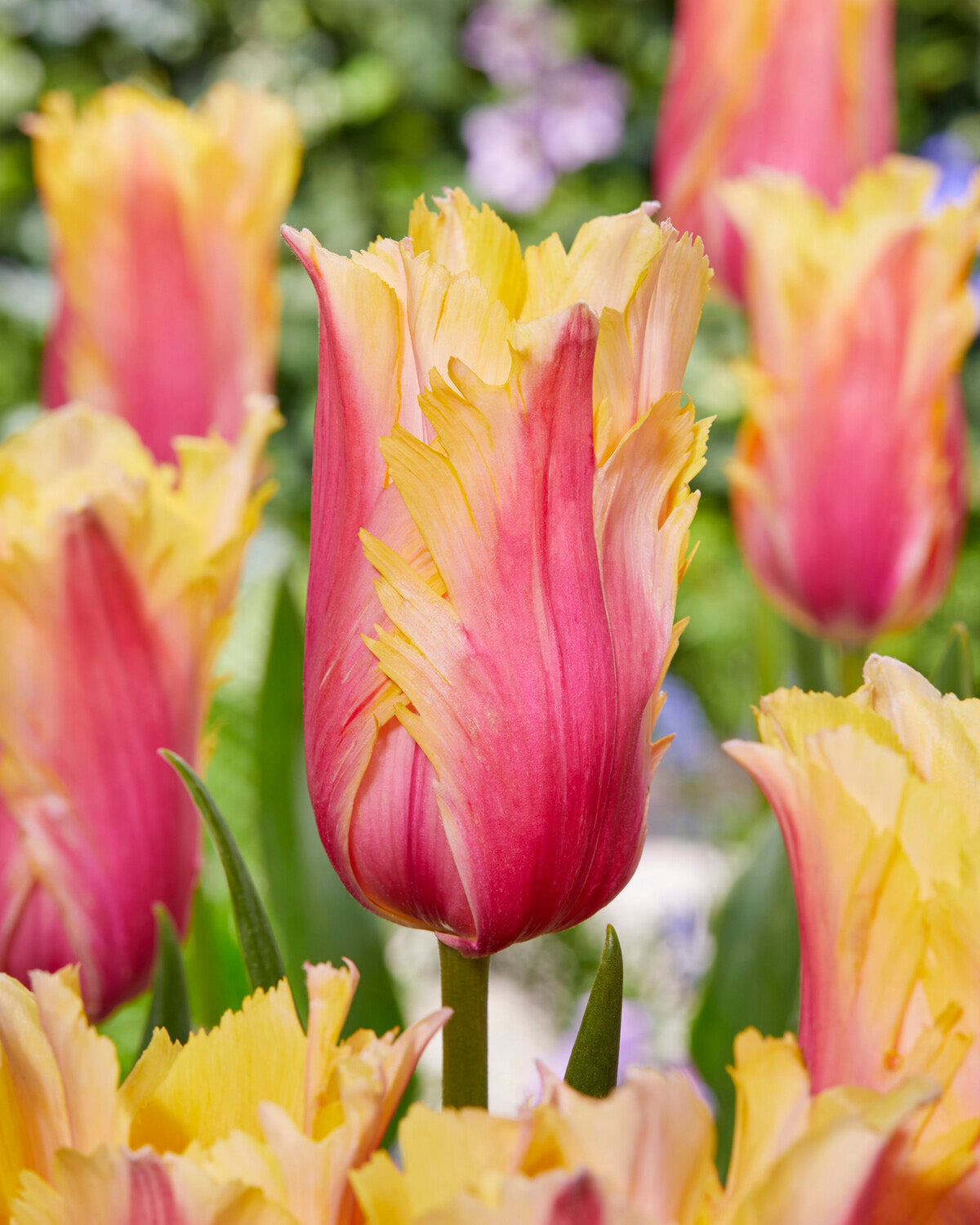 Tulip 'Flaming Memory' bulbs — Buy online at Farmer Gracy UK