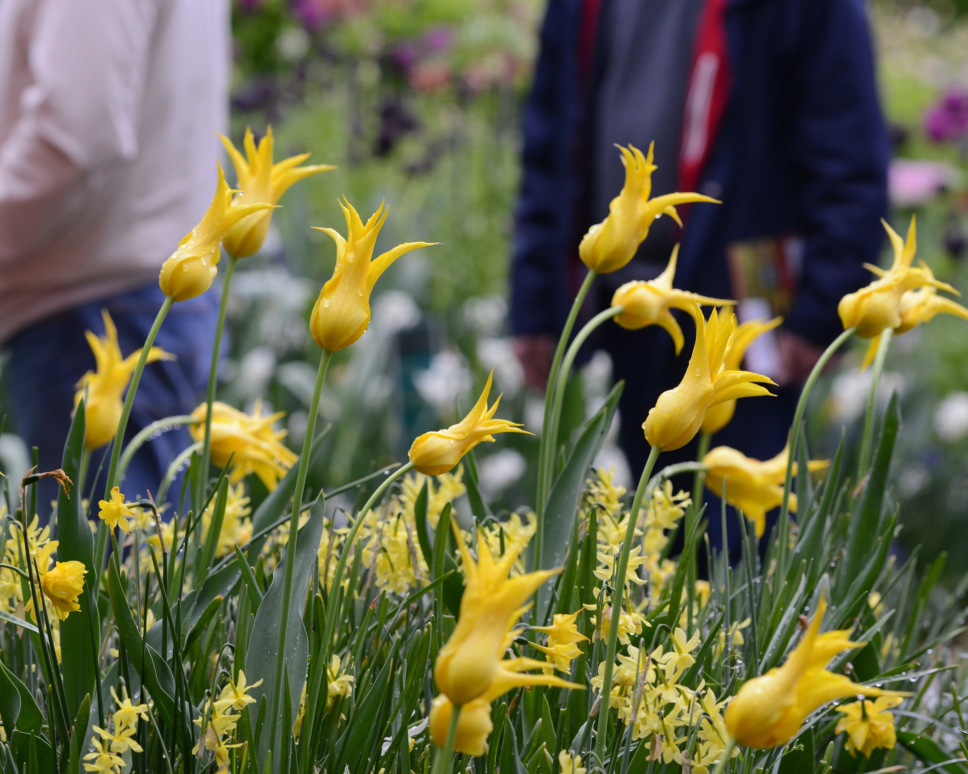 Tulip 'Flashback' bulbs | Buy online at Farmer Gracy UK