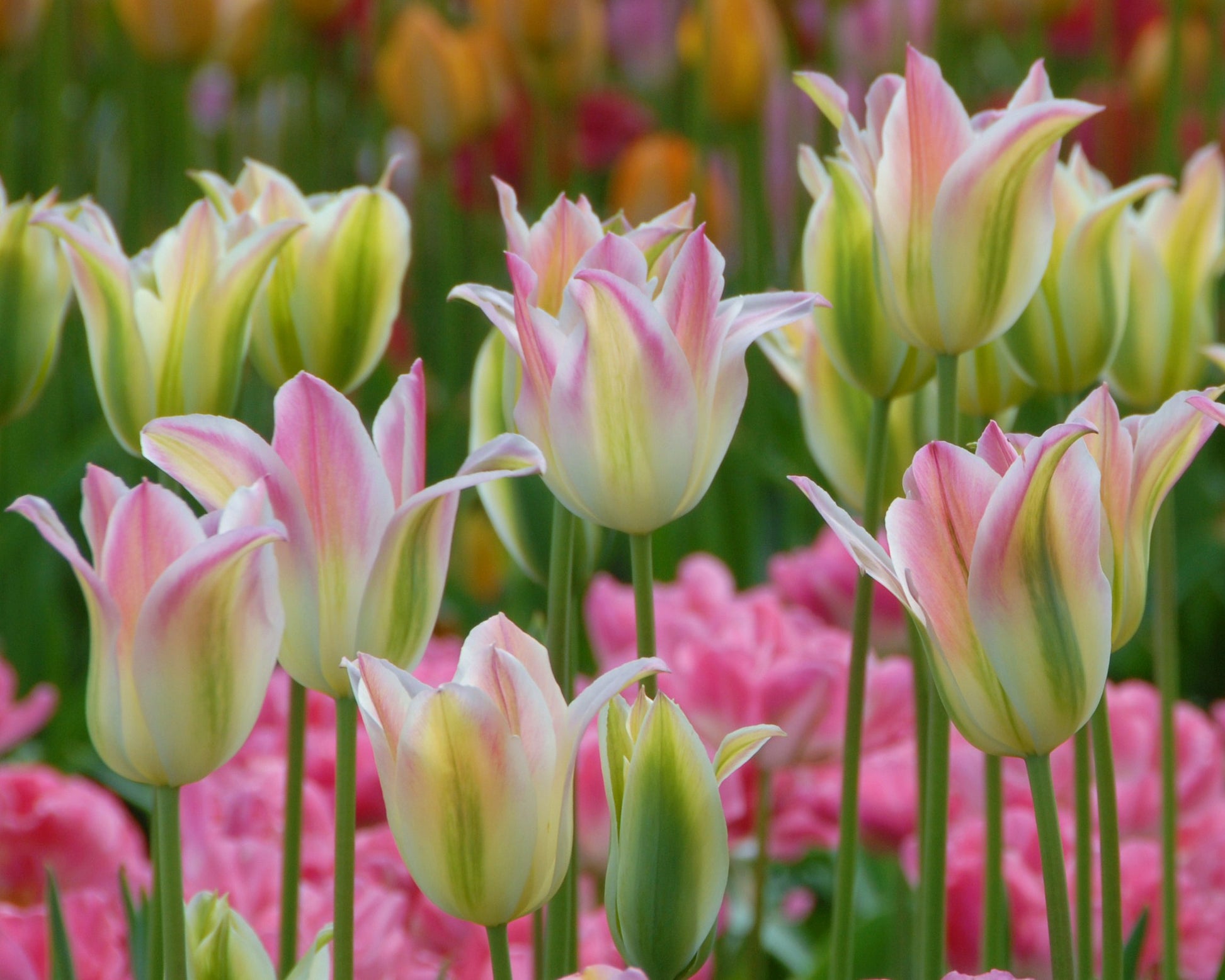 Tulip 'Florosa' bulbs — Buy online at Farmer Gracy UK