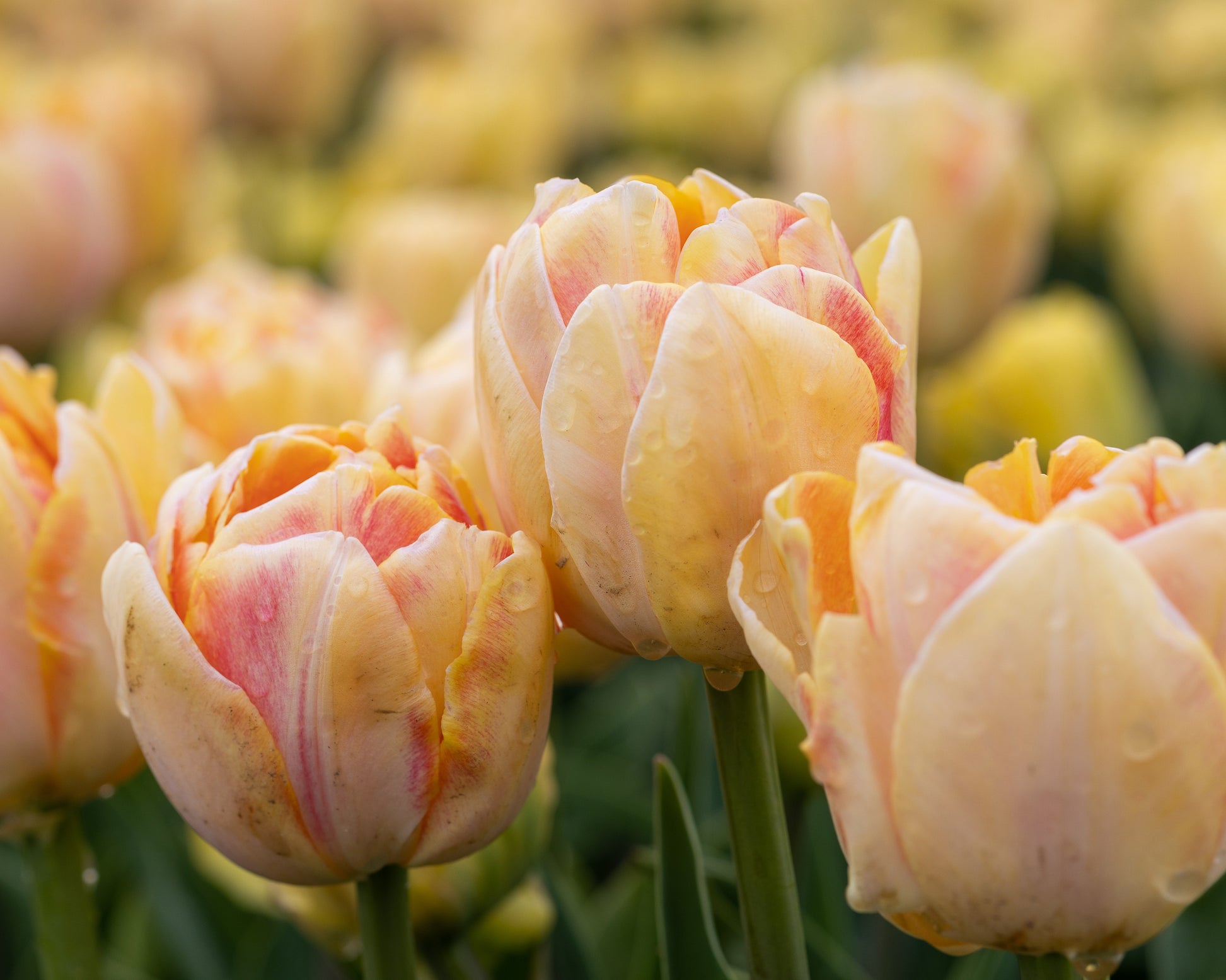 Tulip 'Foxy Foxtrot' bulbs — Buy online at Farmer Gracy UK