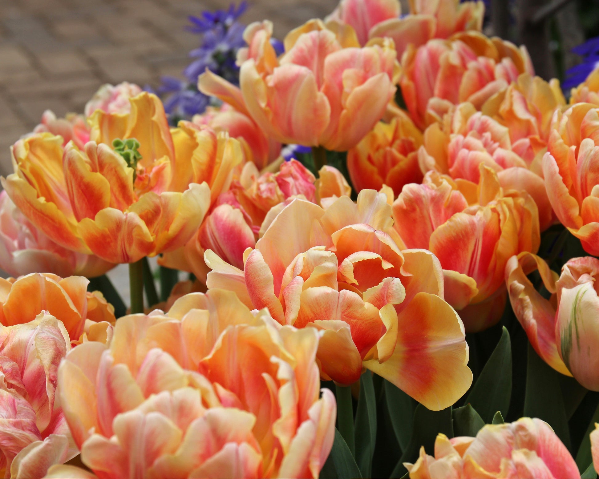 Tulip 'Foxy Foxtrot' bulbs — Buy online at Farmer Gracy UK