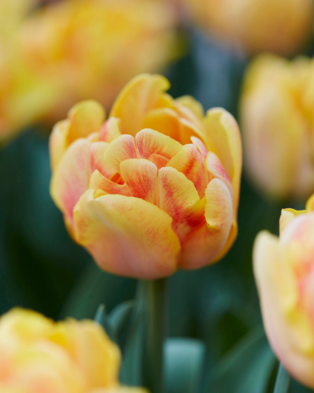 Tulip 'Foxy Foxtrot' bulbs — Buy online at Farmer Gracy UK