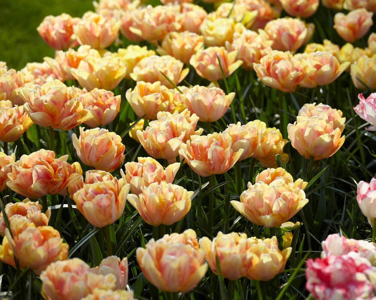 Tulip 'Foxy Foxtrot' bulbs — Buy online at Farmer Gracy UK
