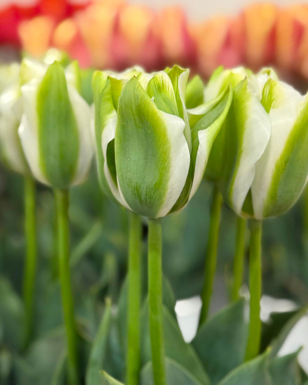 Tulip 'Green Day' bulbs — Buy online at Farmer Gracy UK