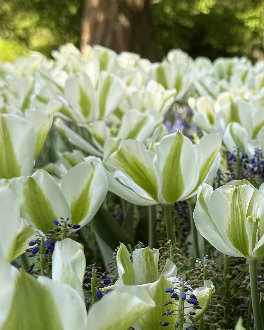 Tulip 'Green Day' bulbs — Buy online at Farmer Gracy UK