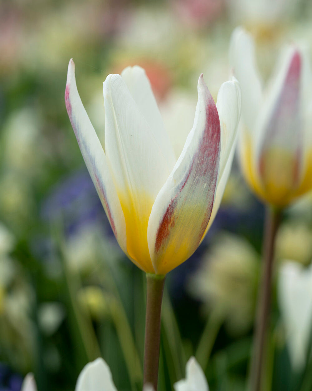 Tulip 'Ice Stick' bulbs — Buy online at Farmer Gracy UK