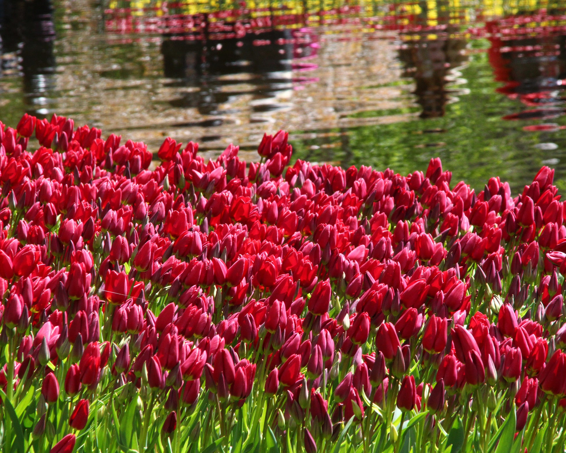 Tulip 'Inferno' Bulbs - Buy online at Farmer Gracy UK