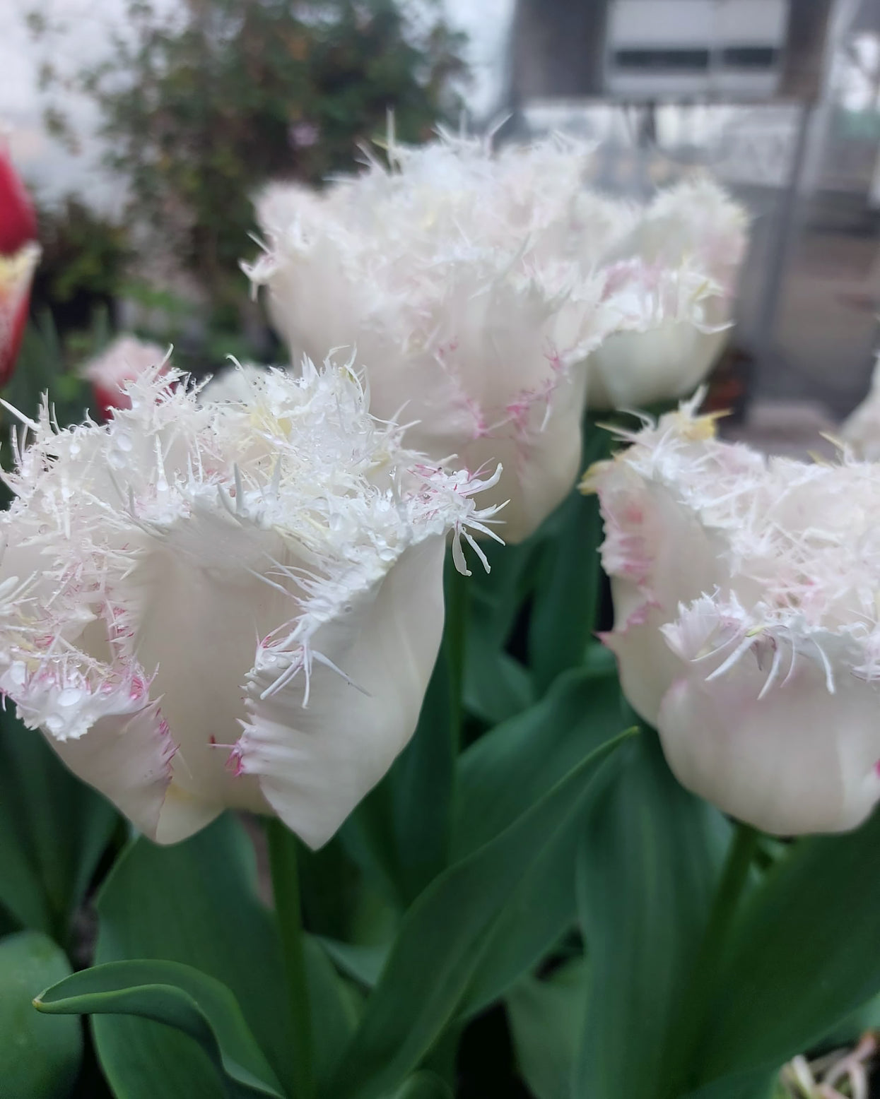 Tulip 'Lady Smile' bulbs | Buy online at Farmer Gracy UK