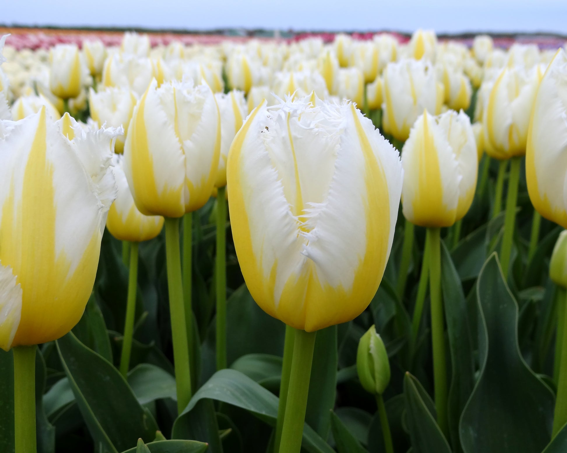 Tulip 'Lemon Beauty' bulbs — Buy online at Farmer Gracy UK
