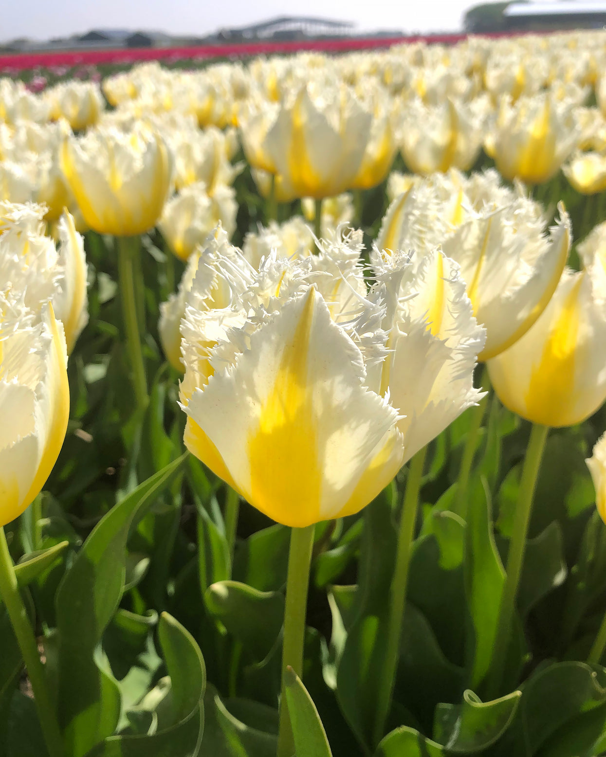 Tulip 'Lemon Beauty' bulbs | Buy online at Farmer Gracy UK