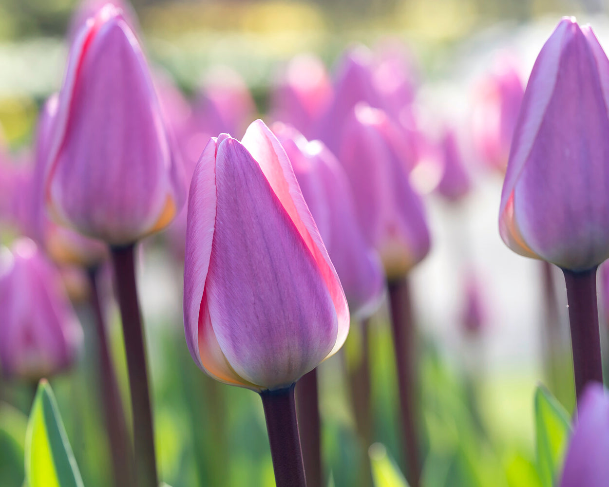Tulip 'Light and Dreamy' bulbs — Buy online at Farmer Gracy UK